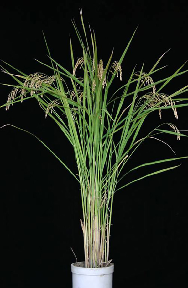 Honda Global | June 24 , 2005 "Honda and Nagoya University Jointly ...