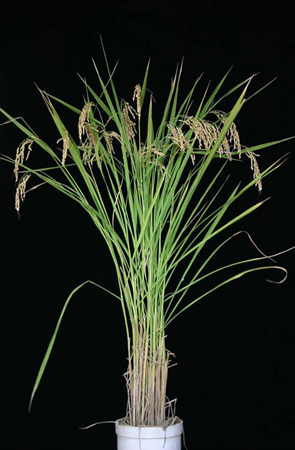 Honda Global | June 24 , 2005 "Honda and Nagoya University Jointly ...