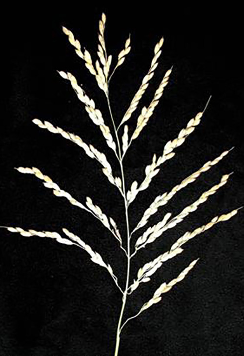 Honda Global | June 24 , 2005 "Honda and Nagoya University Jointly ...