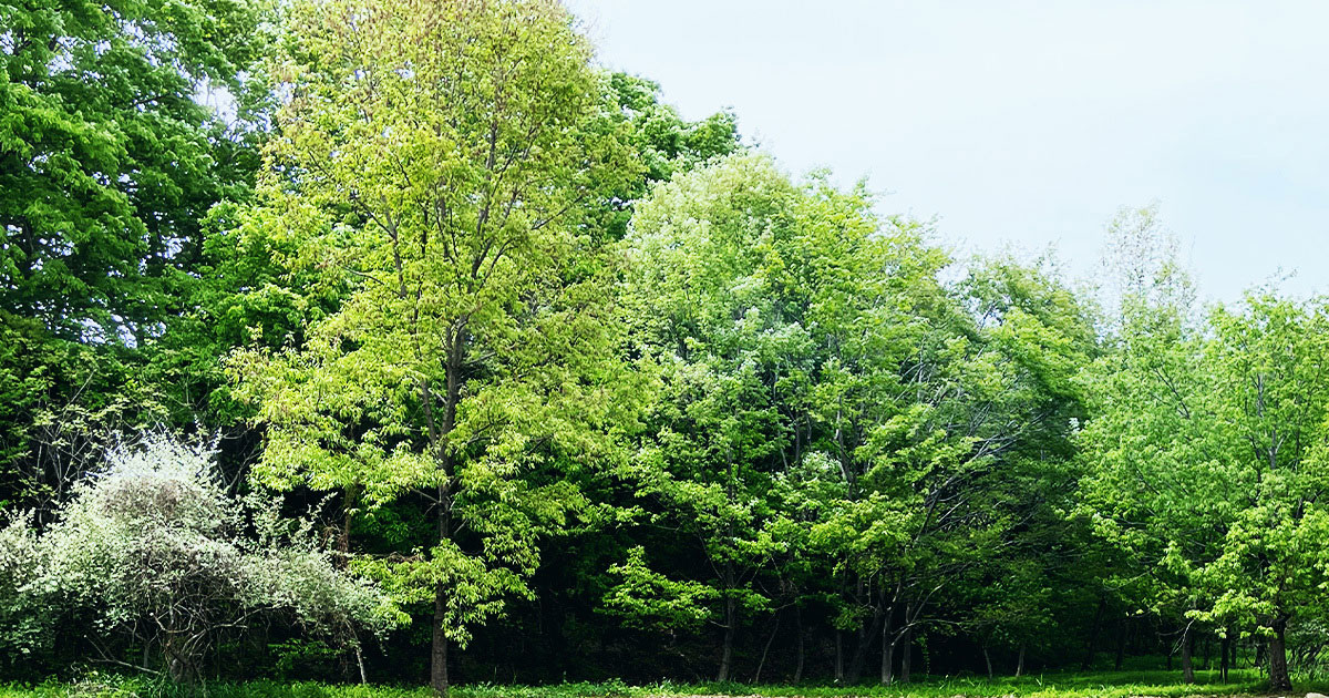 Climate Change | Environment Initiatives | Honda Global Corporate Website